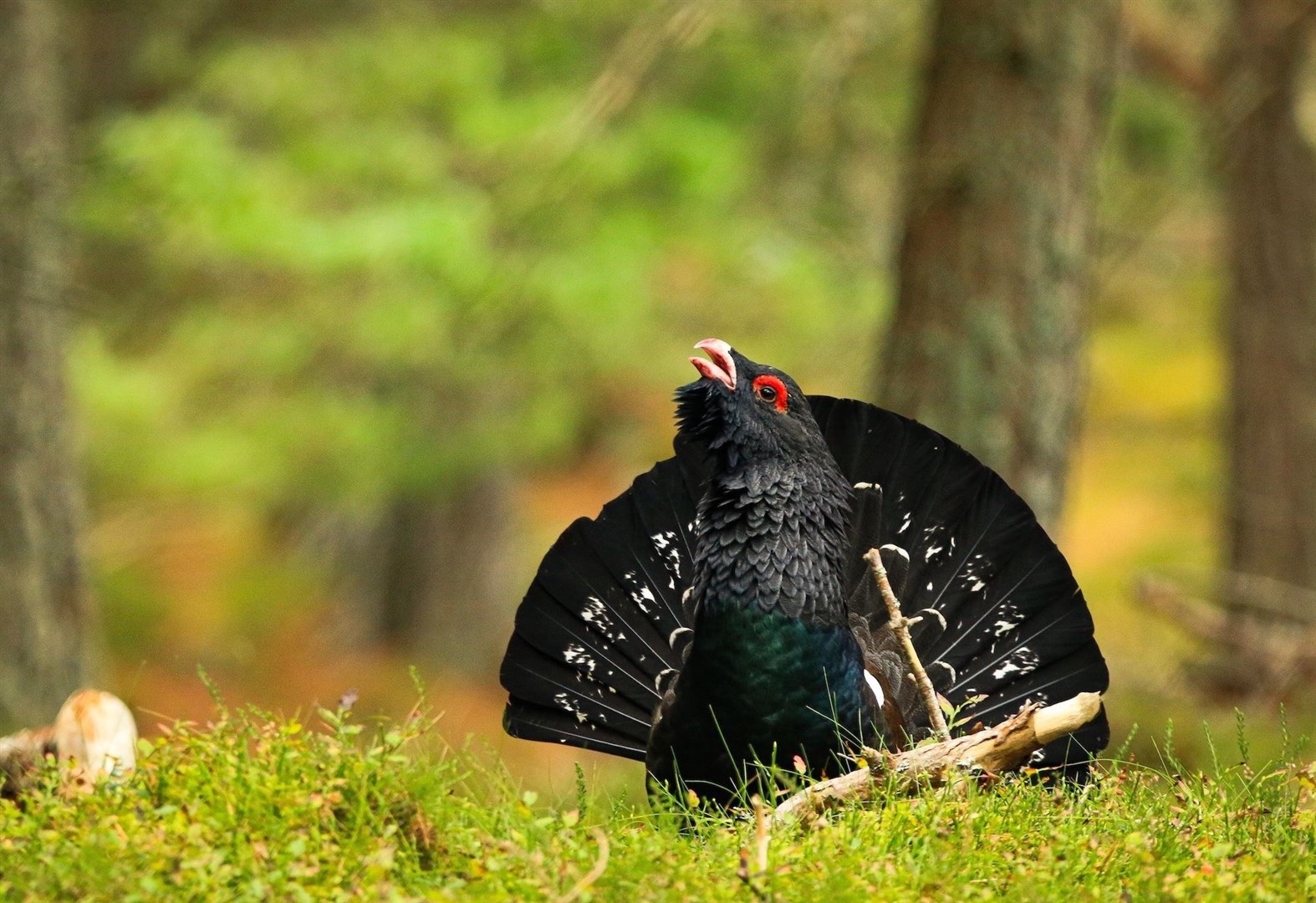 National survey results reveal capercaillie numbers at critically low ... National survey results reveal capercaillie numbers at critically low ...